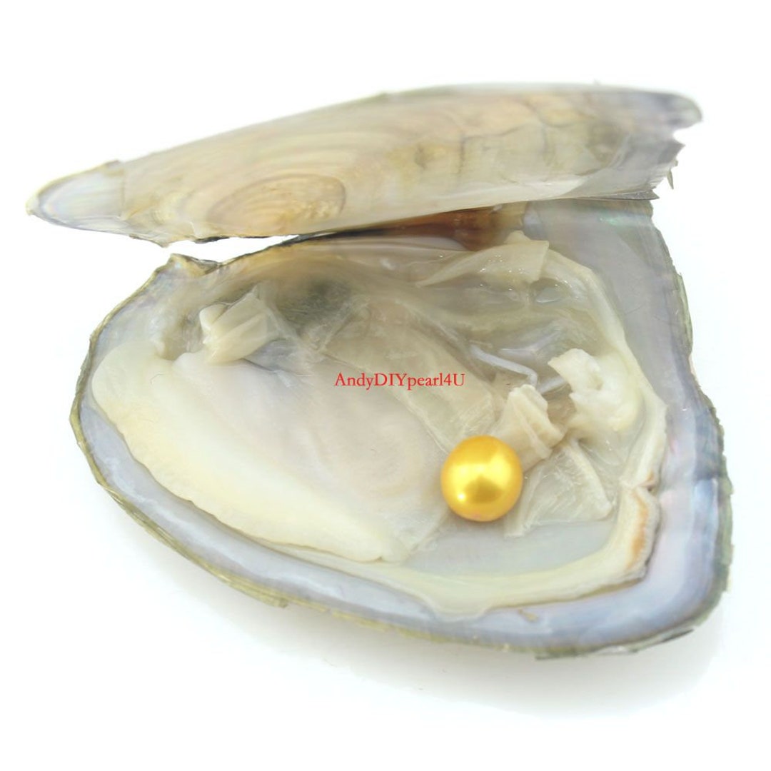 Perla de ostra de agua dulce, Perla redonda de 6-7 mm AAAA en ostra ...