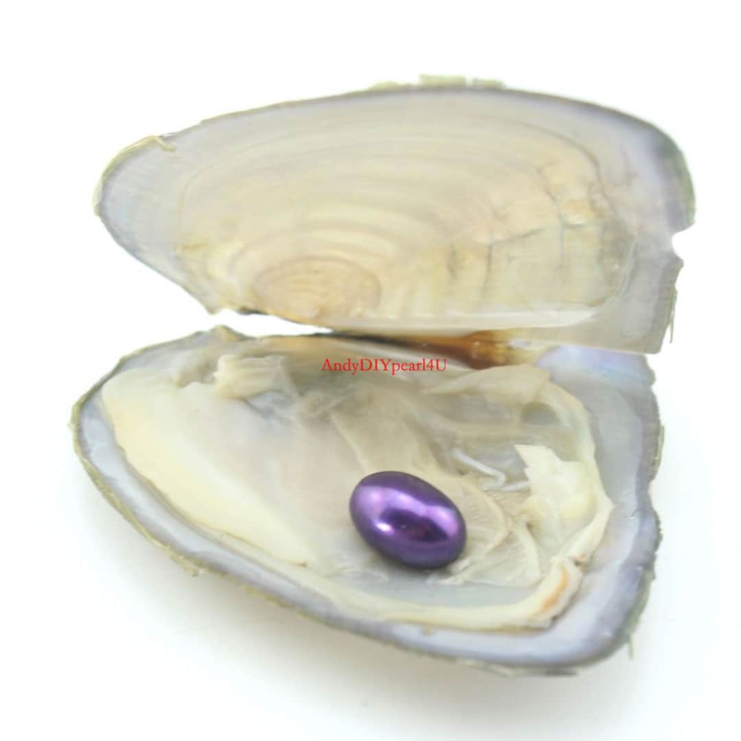 Perla de ostra de agua dulce, Perla ovalada de arroz 7-8 mm AAA en ...
