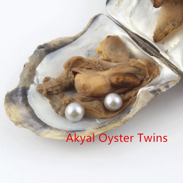 Akoya Oyster - Etsy