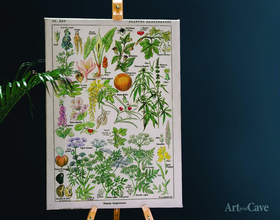 Retro Botanical Print Dangerous Plants Science Cotton Canvas, Digital ...
