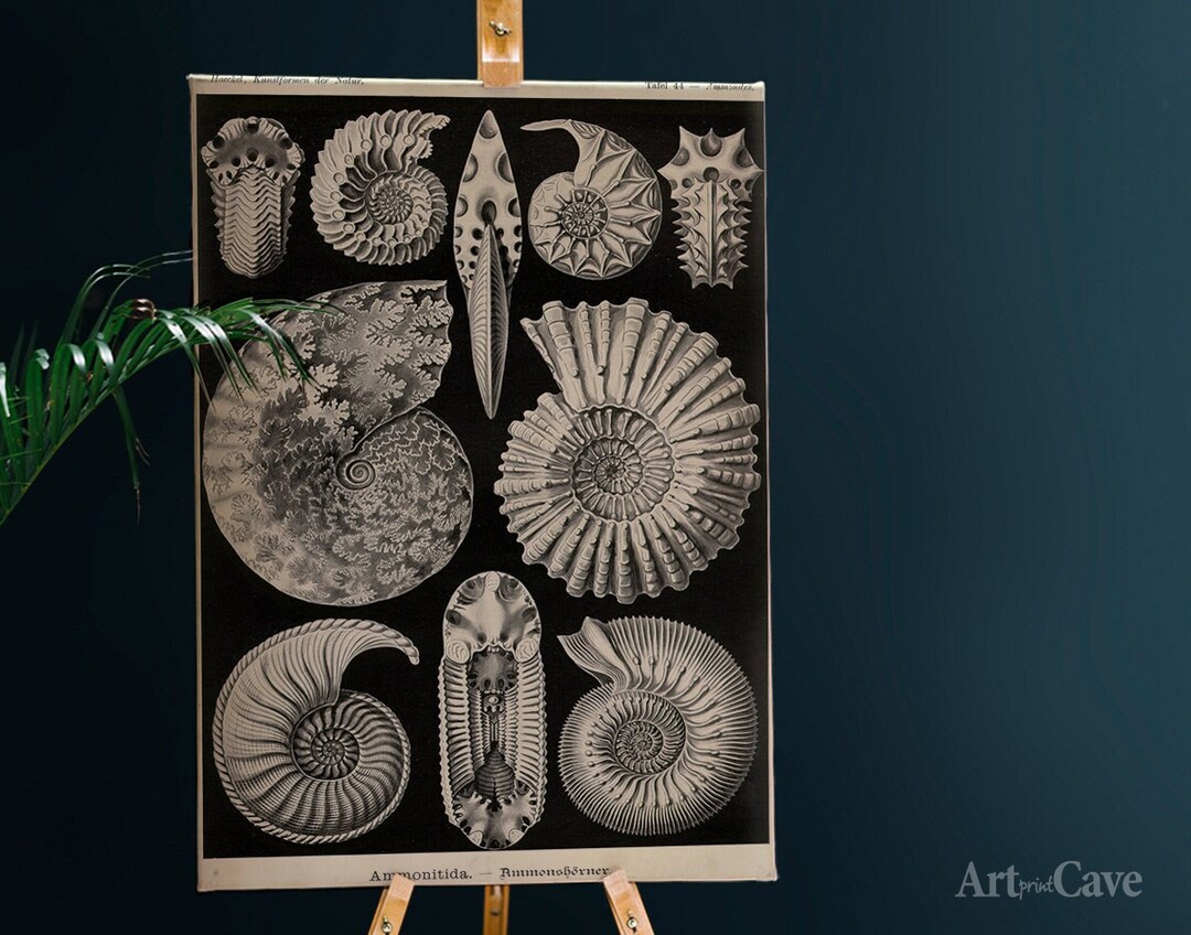 Retro Sea Shell Anmonitida Ernst Haeckel Cotton Canvas, Digital Print ...