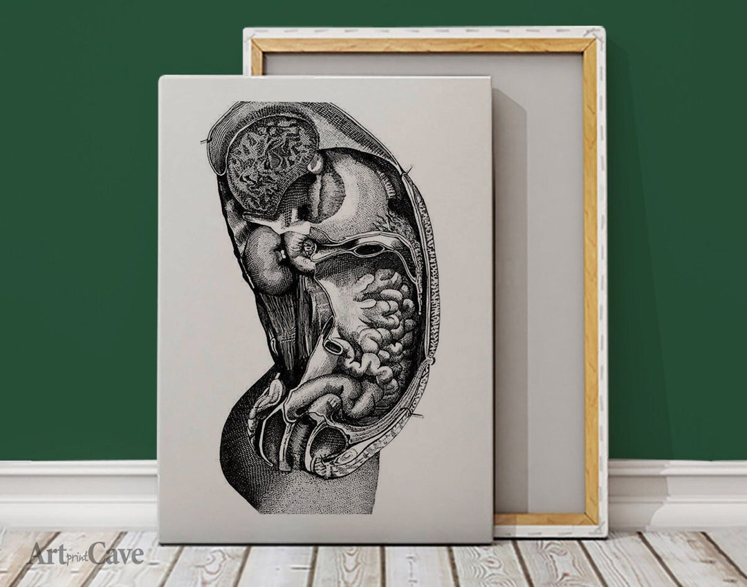 Anatomical Inside Organ Poster Cotton Canvas, Digital Print, Anatomy ...