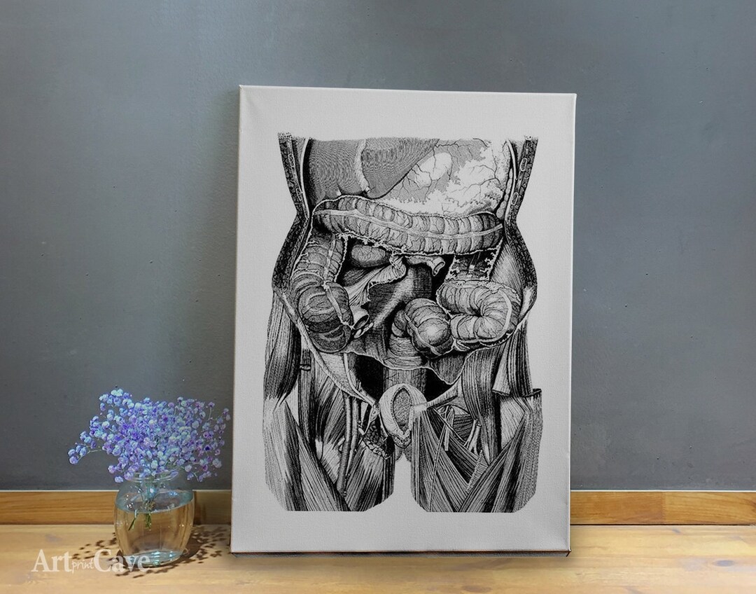 Retro Intestine Anatomical Prints Cotton Canvas, Digital Print, Anatomy ...