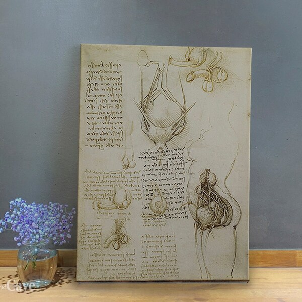 Male and Female Reproductive Poster - Etsy