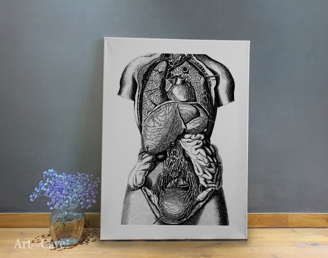 Retro Anatomical Prints Organs Cotton Canvas, Digital Print, Anatomy ...
