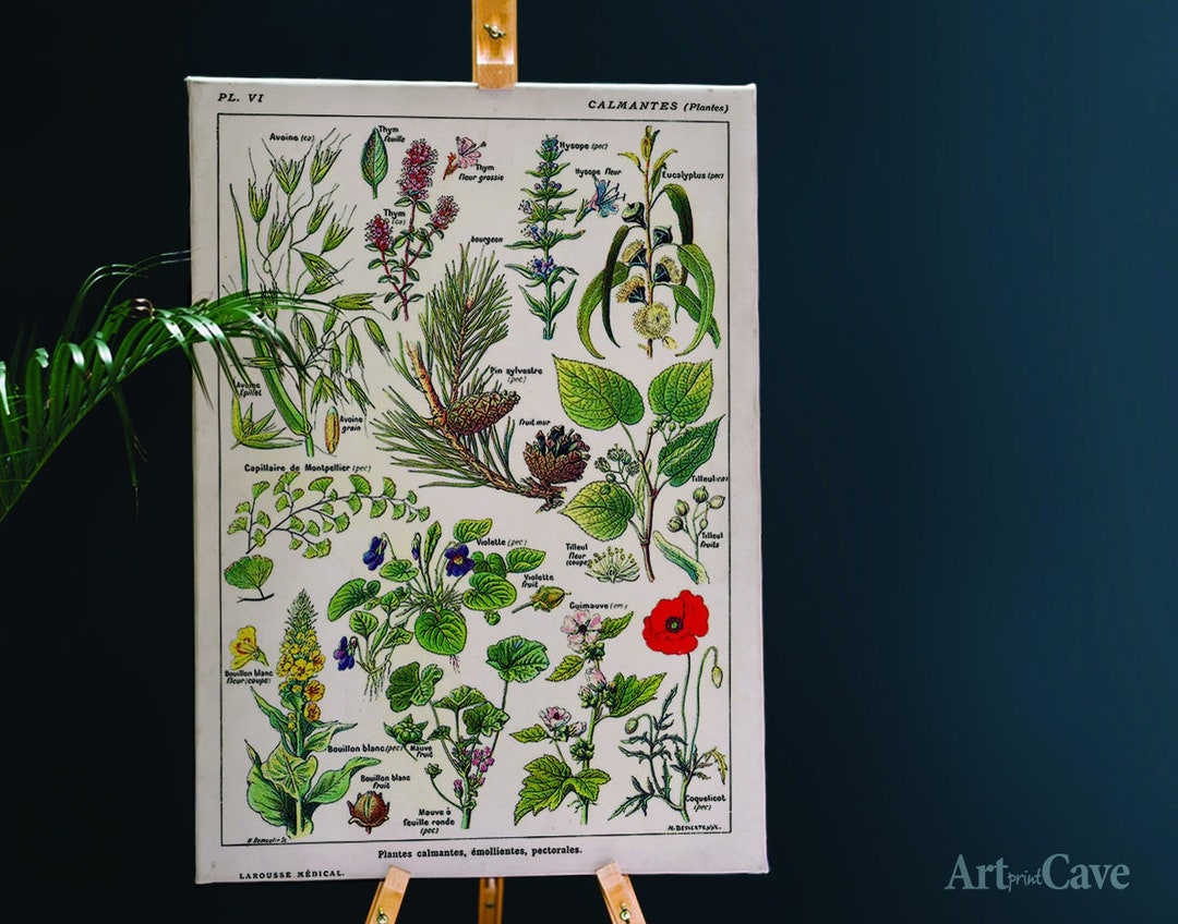 Retro Botanical Print Calmin Plants Science Cotton Canvas, Digital ...