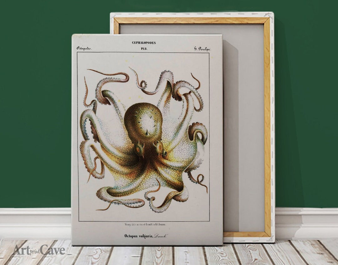 Octopus Vulgaris Cephalopodes Cotton Canvas, Digital Print, Botanical ...