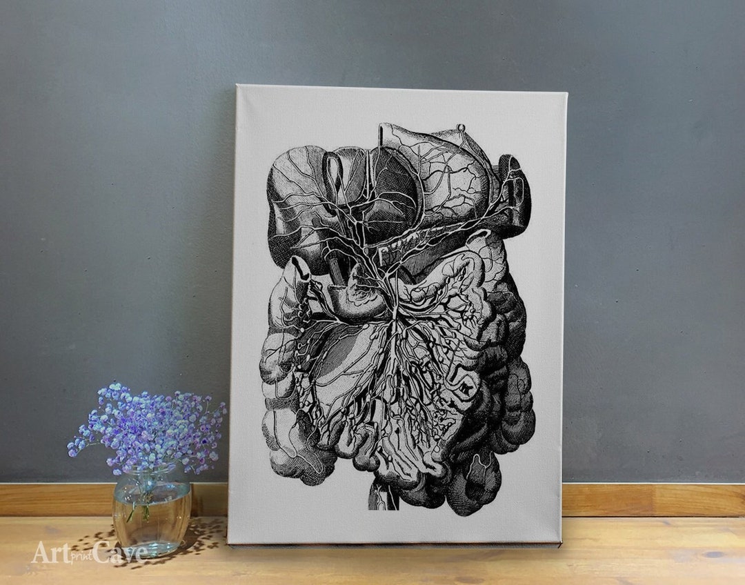 Retro Anatomical Prints Medicine Organs Cotton Canvas, Digital Print ...