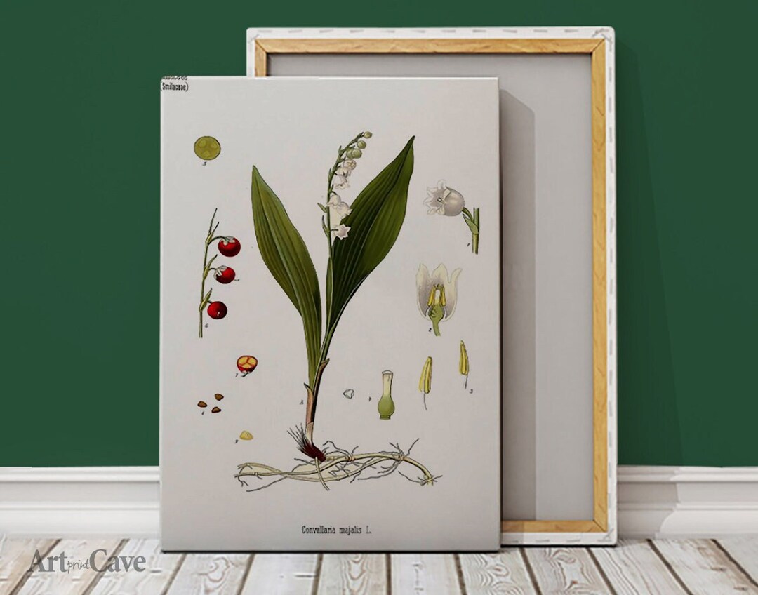 Retro Botanical Print Botanical Poster Liliaceae Cotton Canvas, Digital ...