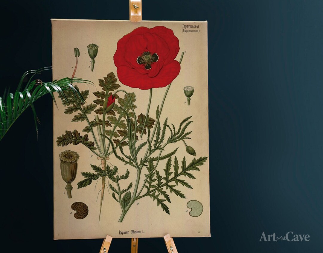 Retro Botanical Print Red Poppy Cotton Canvas, Digital Print, Botanical ...
