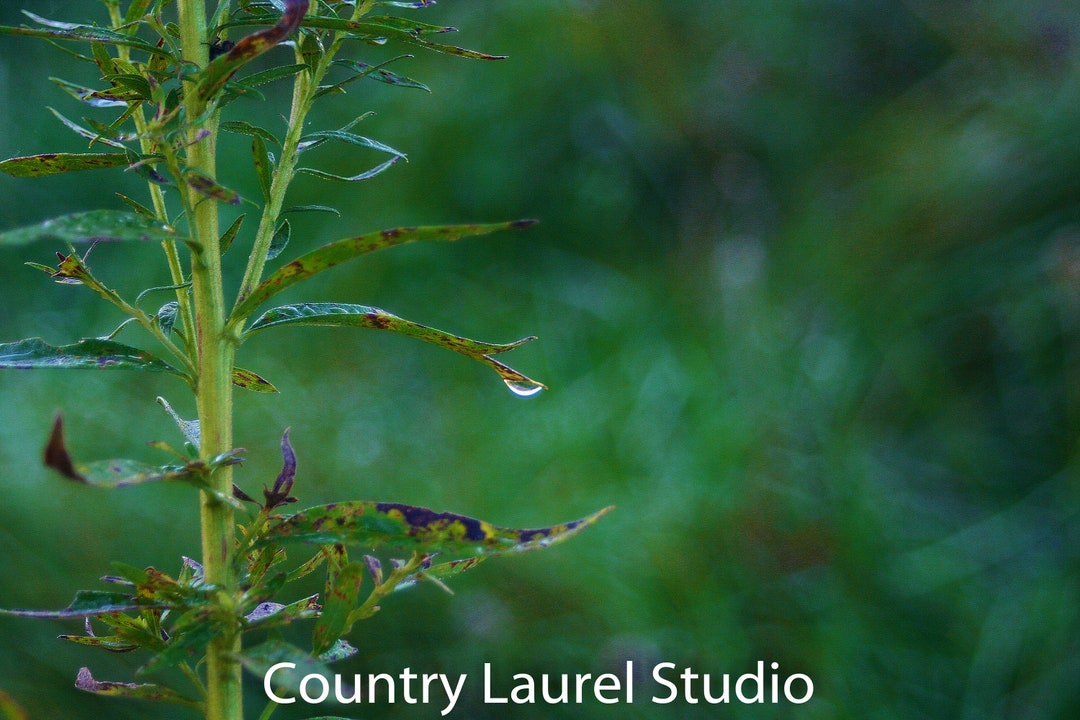 Green Dew Drop Instant Download Nature Photograph Printable Plant Photo ...