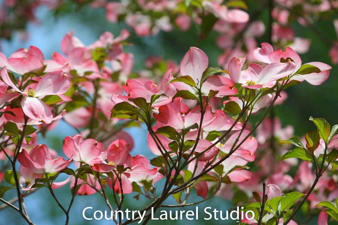 Pink Dogwood Photograph Instant Download Spring Flower Nature Prints - Etsy