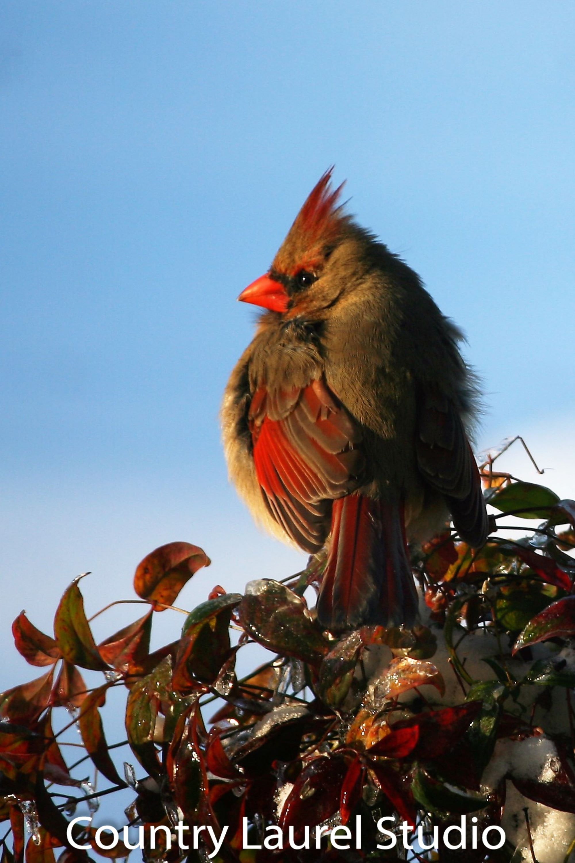 Female Cardinal Instant Download Bird Photo Printable Red Bird ...