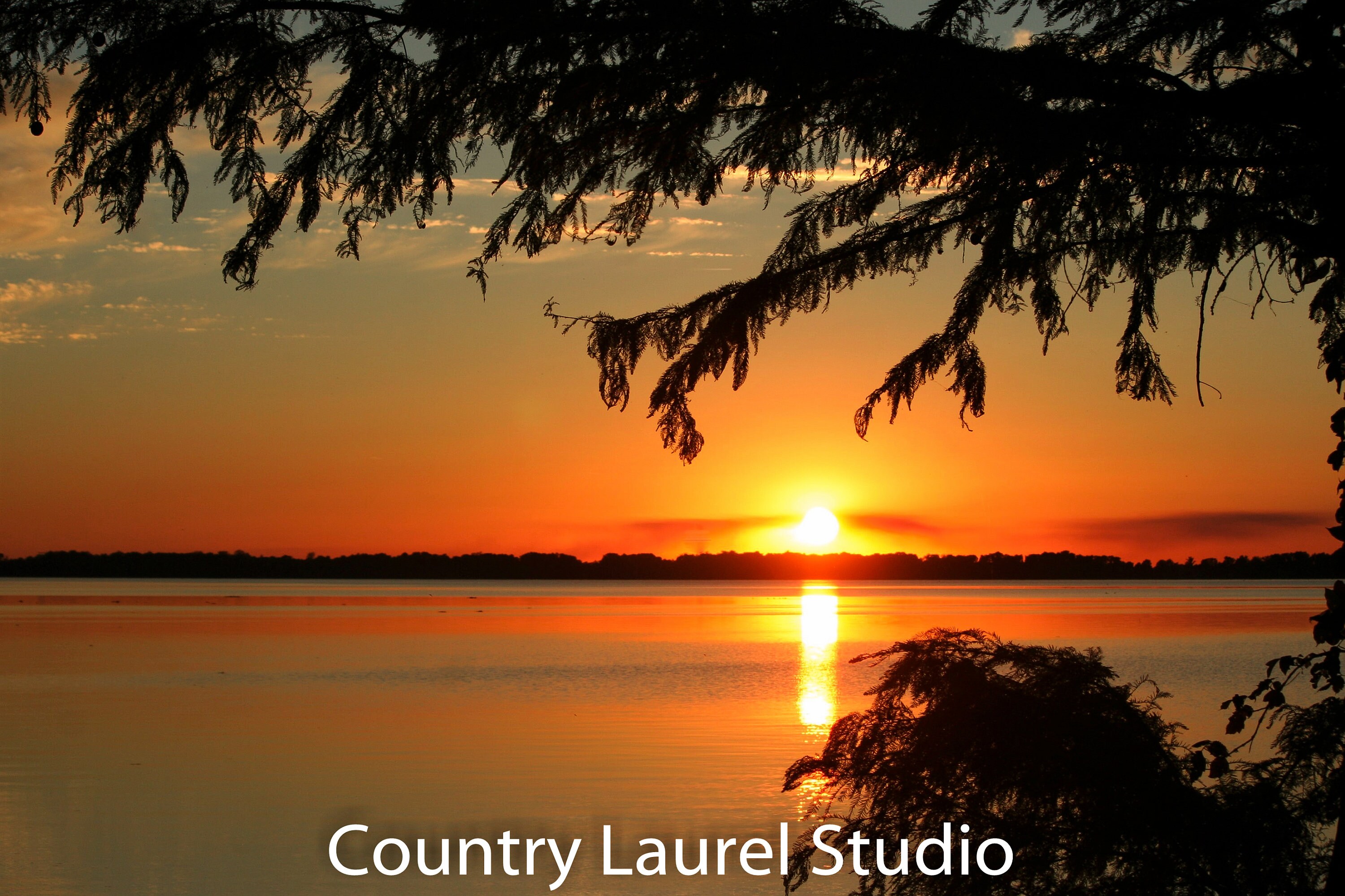 Sunset Lake Pine Tree