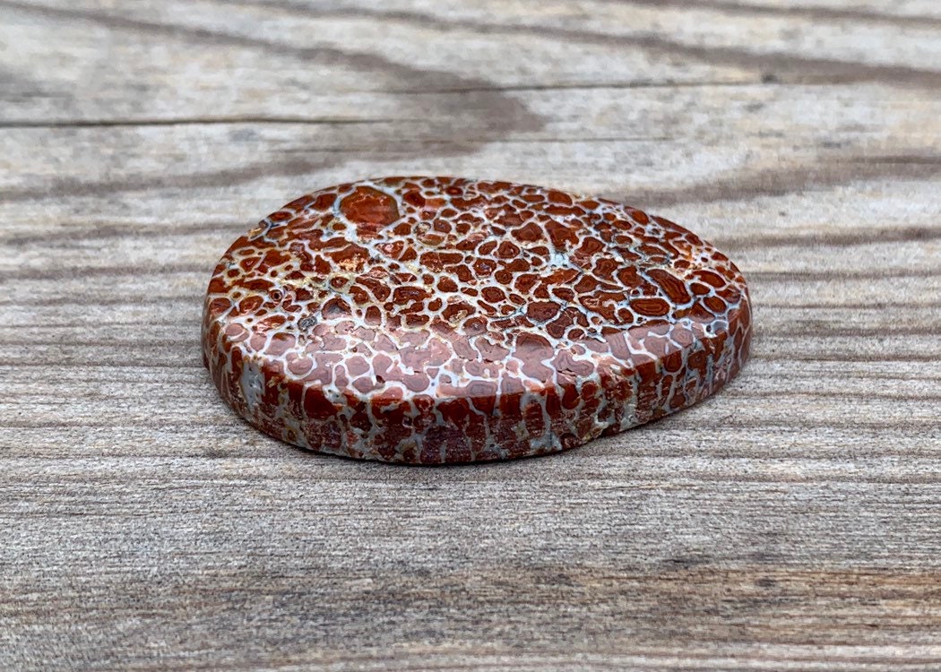 Dinosaur Gembone Cabochon Natural Unbacked Polished Agatized Fossil ...