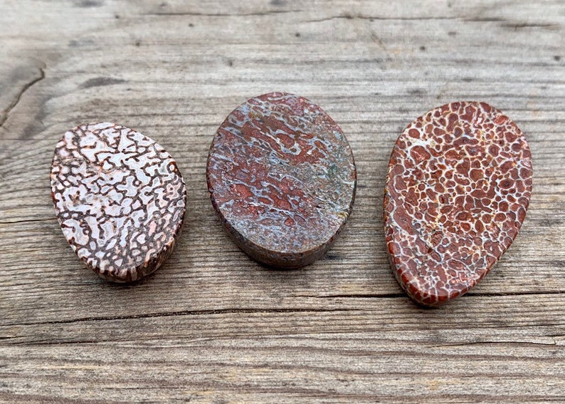 Dinosaur Gembone Cabochon Natural Unbacked Polished Agatized Fossil ...