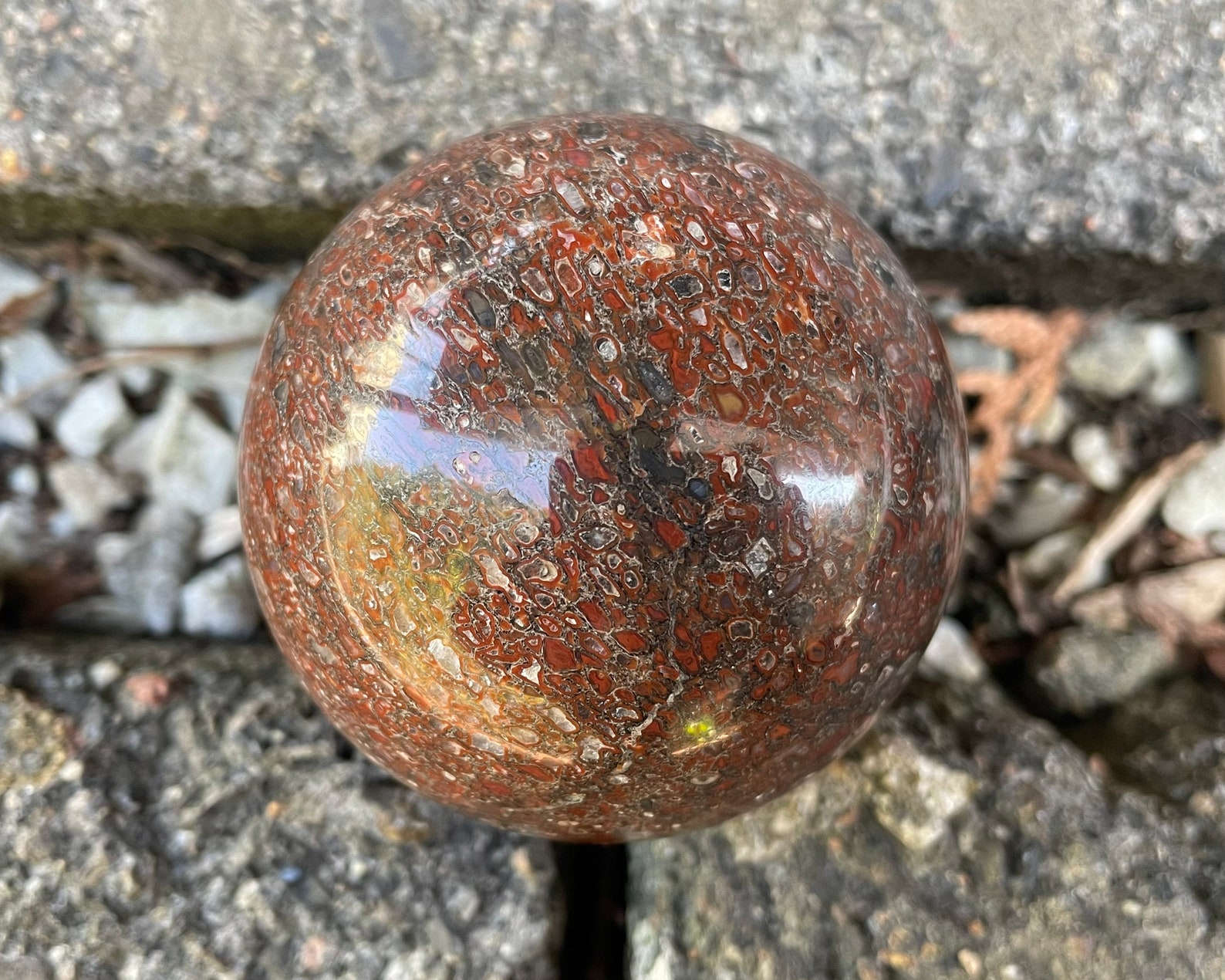 Dinosaur Gembone Sphere Natural Fossil Dinosaur Gem Bone Round Specimen ...