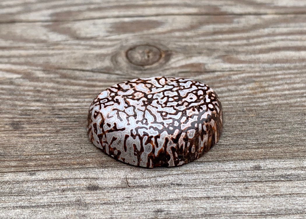 Dinosaur Gembone Cabochon Natural Unbacked Polished Agatized Fossil ...