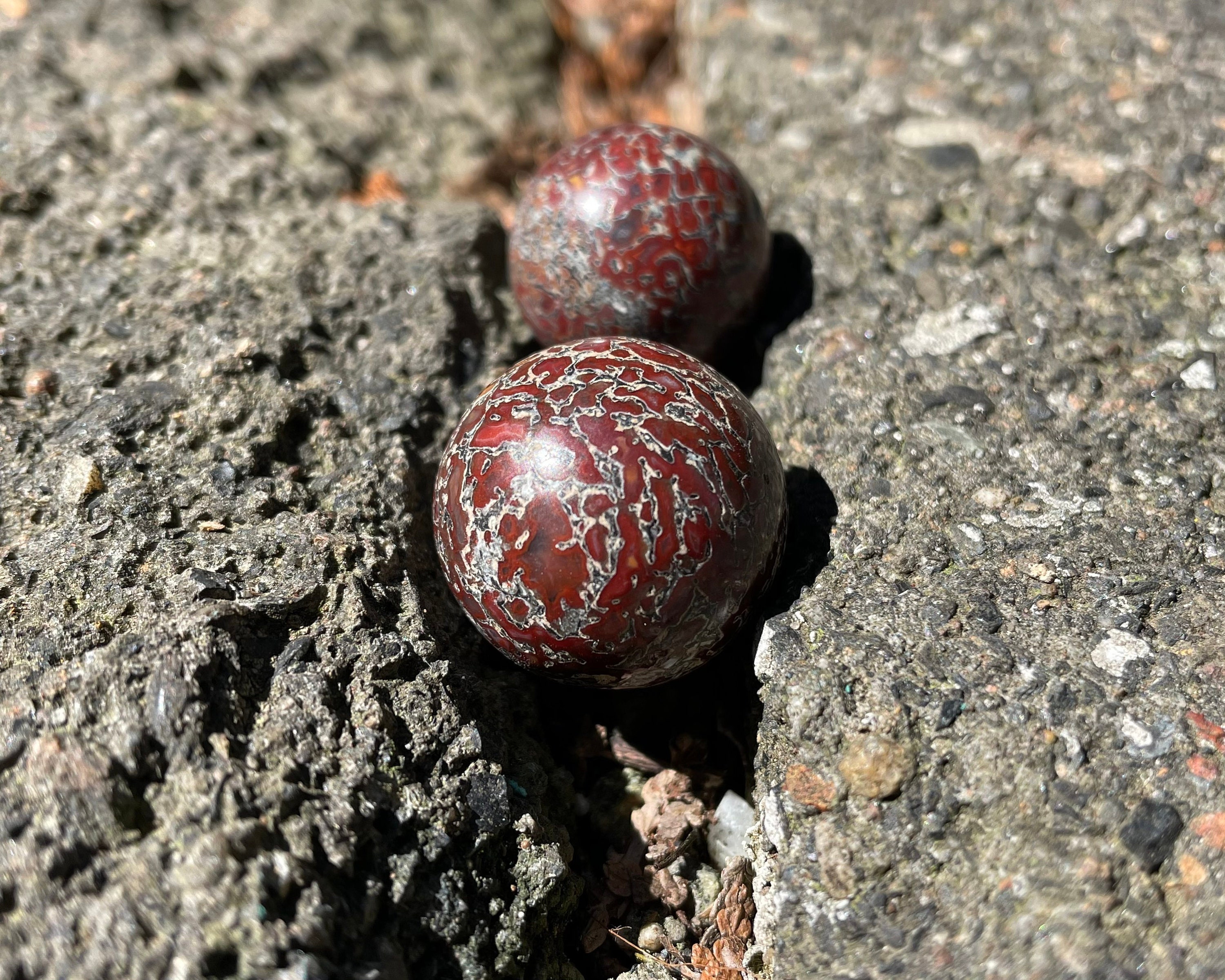 Pocket Dinosaur Gembone Spheres Natural Fossil Dinosaur Gem Bone Round ...