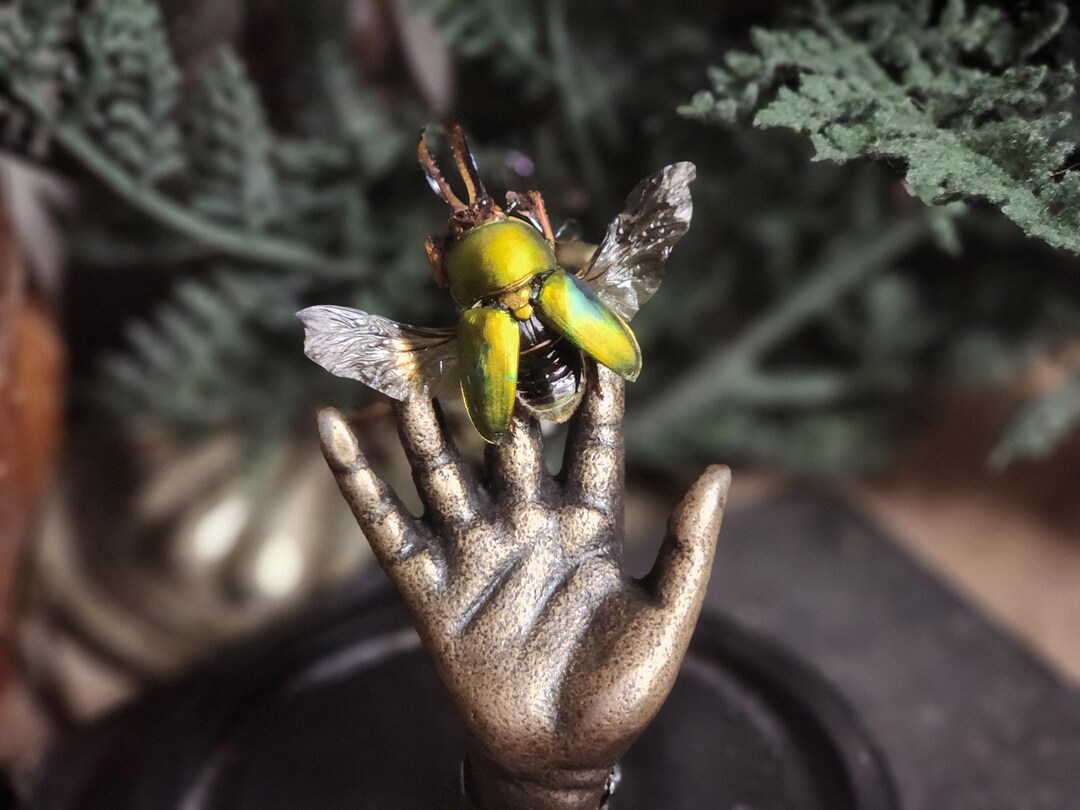 Real Green Stag Beetle on Hand in Glass Dome, Entomology, Beetle ...