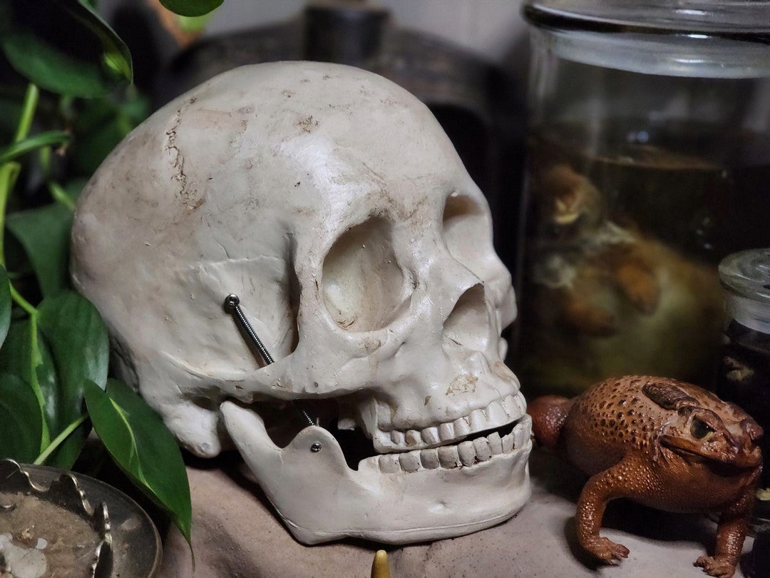 Creepy Human Skull, Skull, Distressed Skull, Skeleton, Halloween, Scary ...