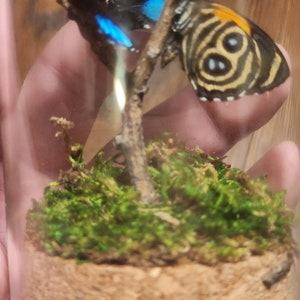 Real Butterfy Display in Glass Dome, Entomology, Cloche, Bugs Under ...