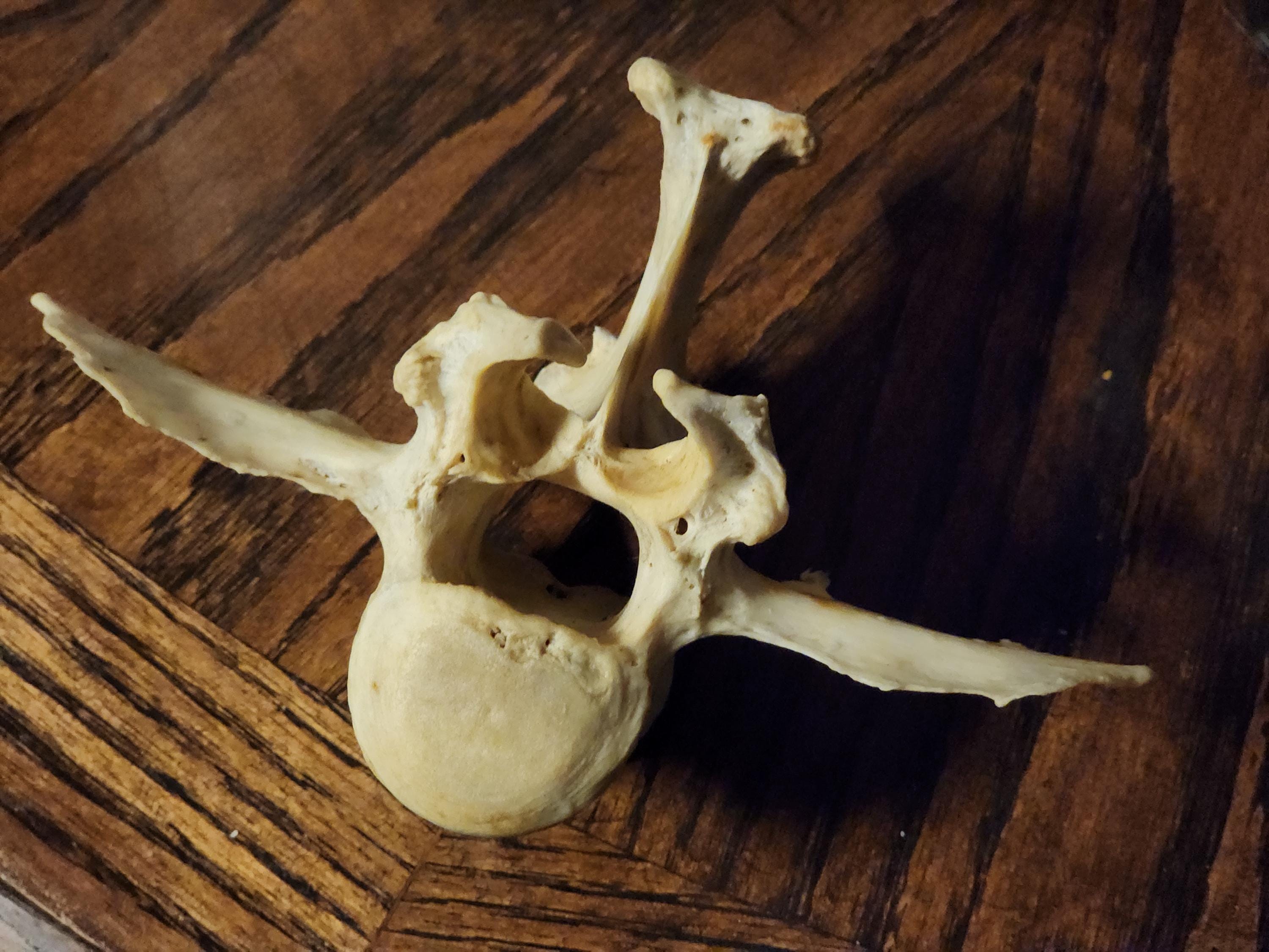 Cow/ Bull Vertebrae, Animal Bones, Taxidermy - Etsy