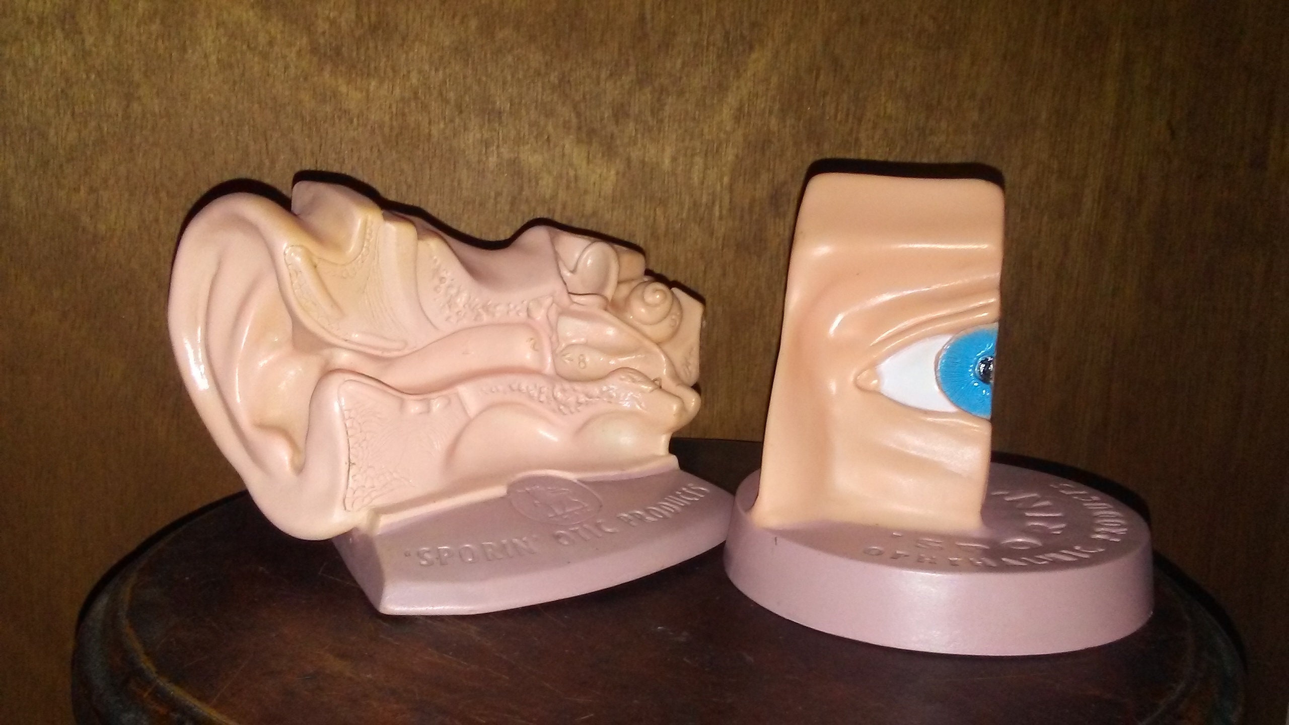 2 Vintage Anatomy Models 3D Anatomy Model Human Ear Eye | Etsy