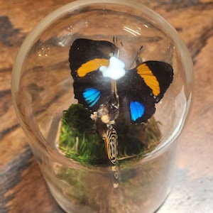 Real Butterfy Display in Glass Dome, Entomology, Cloche, Bugs Under ...