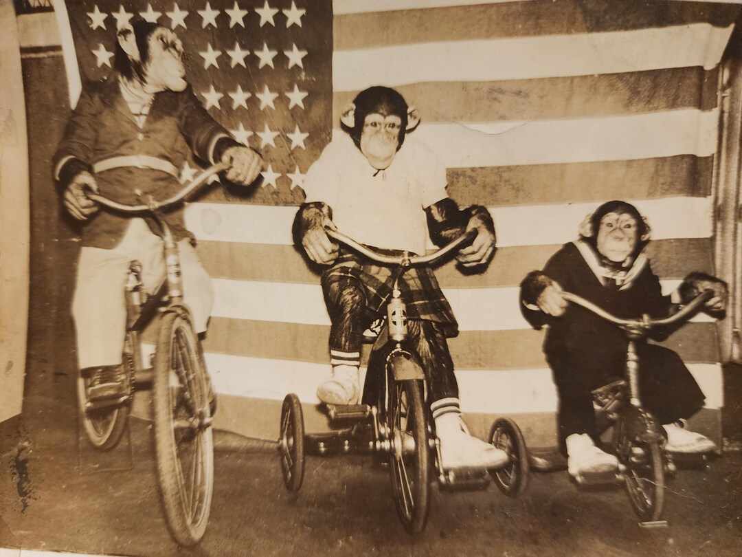Vintage Chimp Photo, Original, Circus, Carnival - Etsy