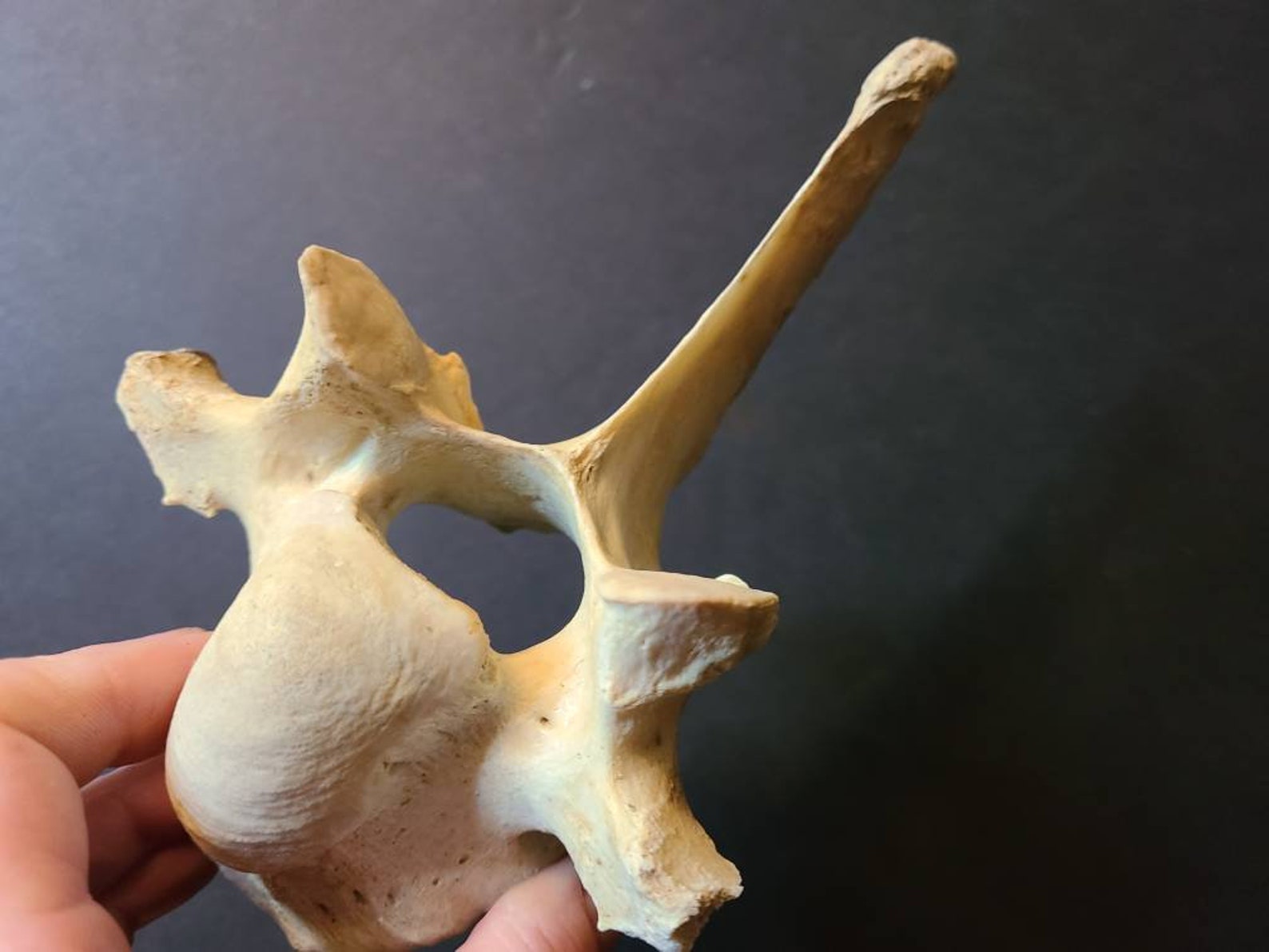 Cow/ Bull Vertebrae, Animal Bones, Taxidermy - Etsy