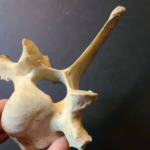 Cow/ Bull Vertebrae, Animal Bones, Taxidermy - Etsy