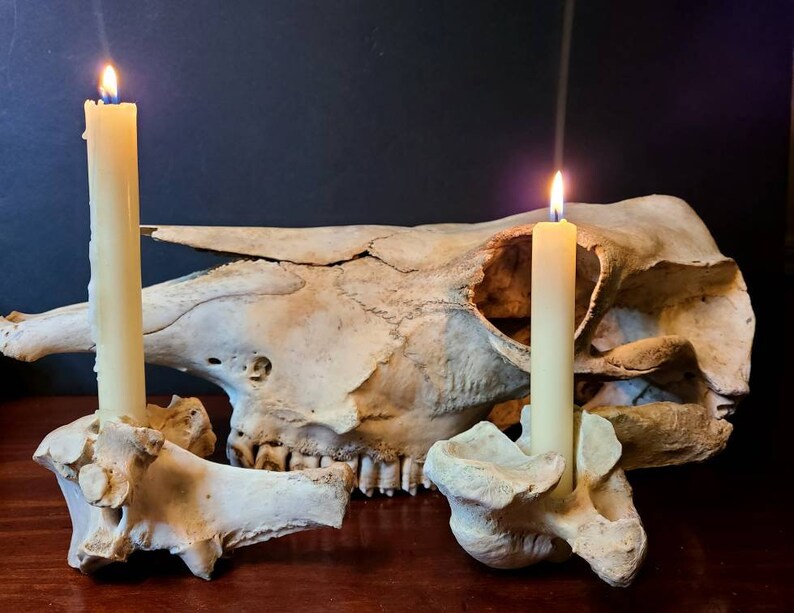 Cow/ Bull Vertebrae Animal Bones Taxidermy - Etsy