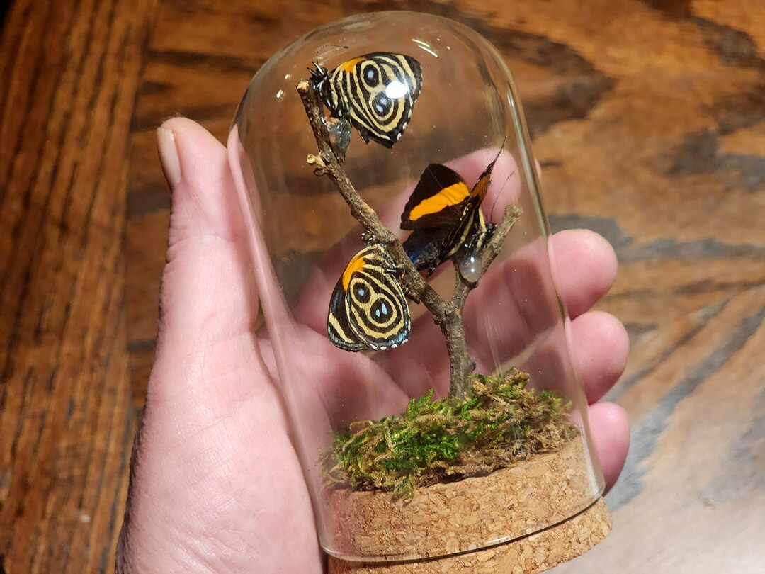 Real Butterfy Display in Glass Dome, Entomology, Cloche, Bugs Under ...
