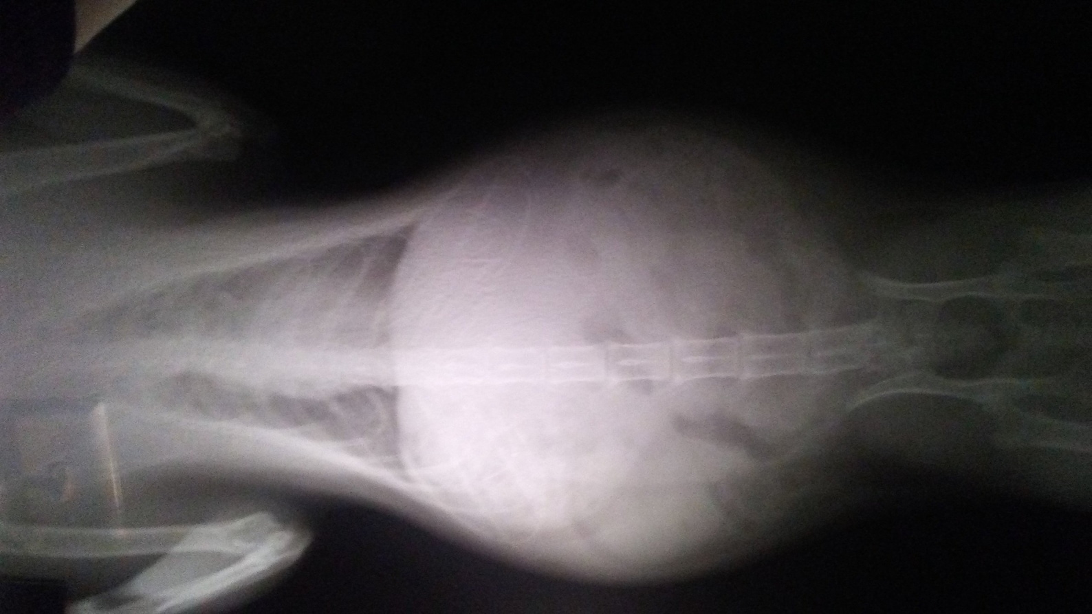 X-ray of Cat Radiograph of Feline Veterinary Oddity - Etsy