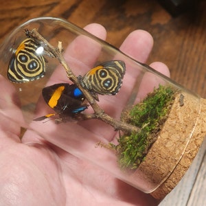 Real Butterfy Display in Glass Dome, Entomology, Cloche, Bugs Under ...