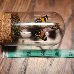 Real Butterfy Display in Glass Dome, Entomology, Cloche, Bugs Under ...