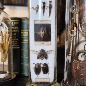 Antique Beetle Life Cycle Specimen Jar, Clay Adams, Entomology, Spread ...