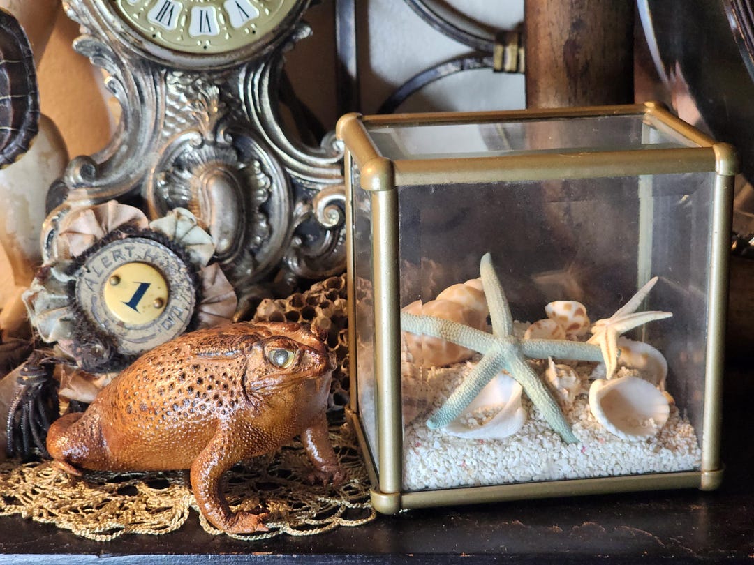 Vintage Beveled Glass Shell Display ,specimen, Coastal, Beach, Ocean ...