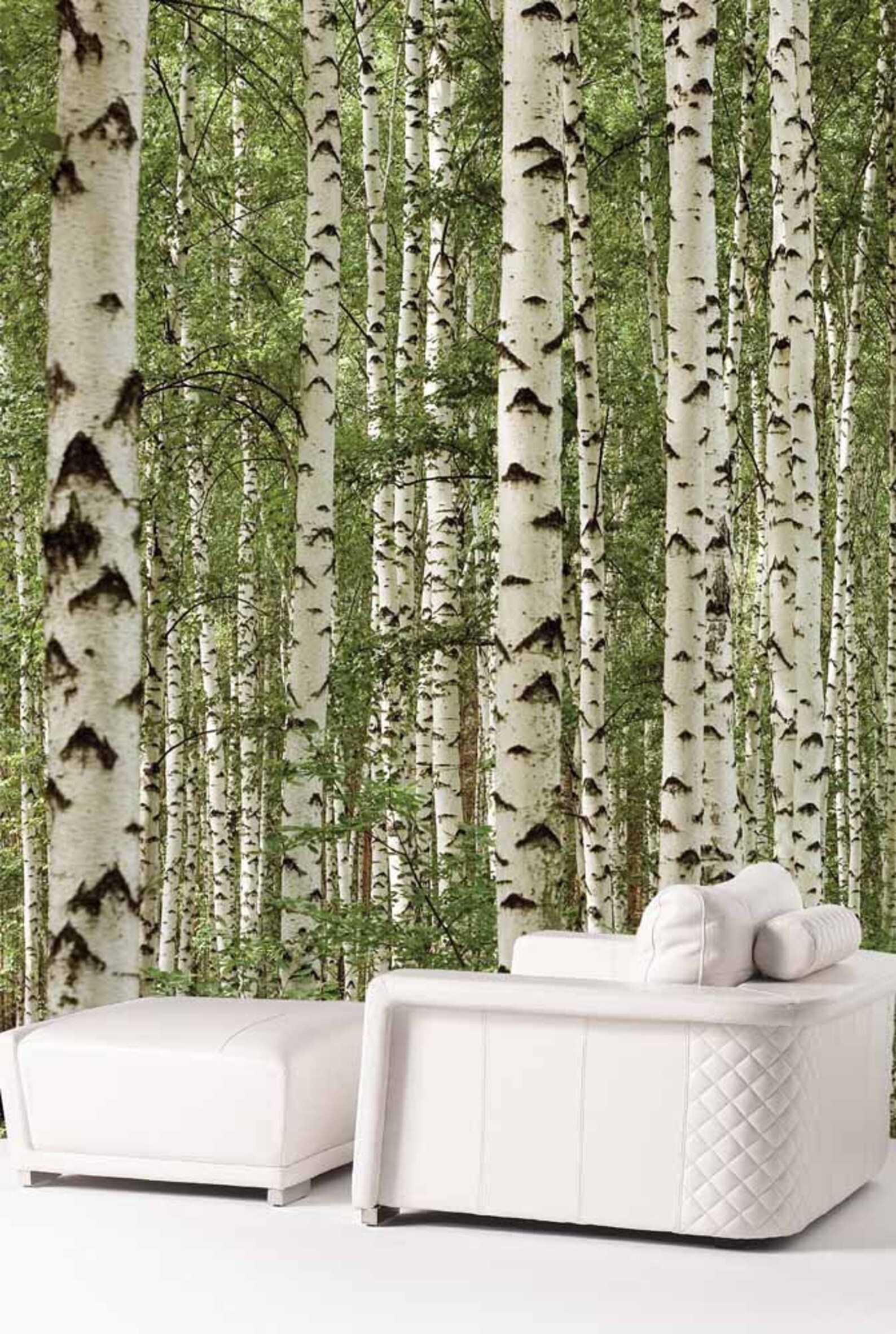 Removable Wallpaper - Birch Tree Forest - Photo Mural 3D Effect Wall ...