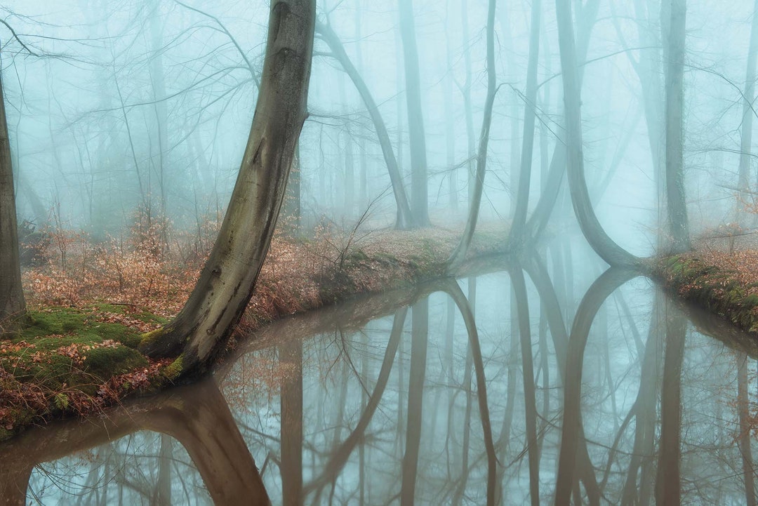 Mirror Forest - Photo Mural 3D Effect Wall Art Print Removable Wall ...