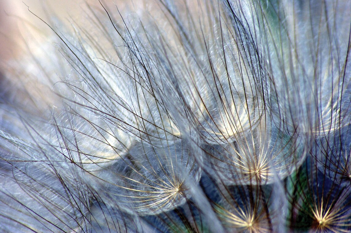 Make a Wish Dandelions Photo Mural 3D Effect Wall Art Print - Etsy