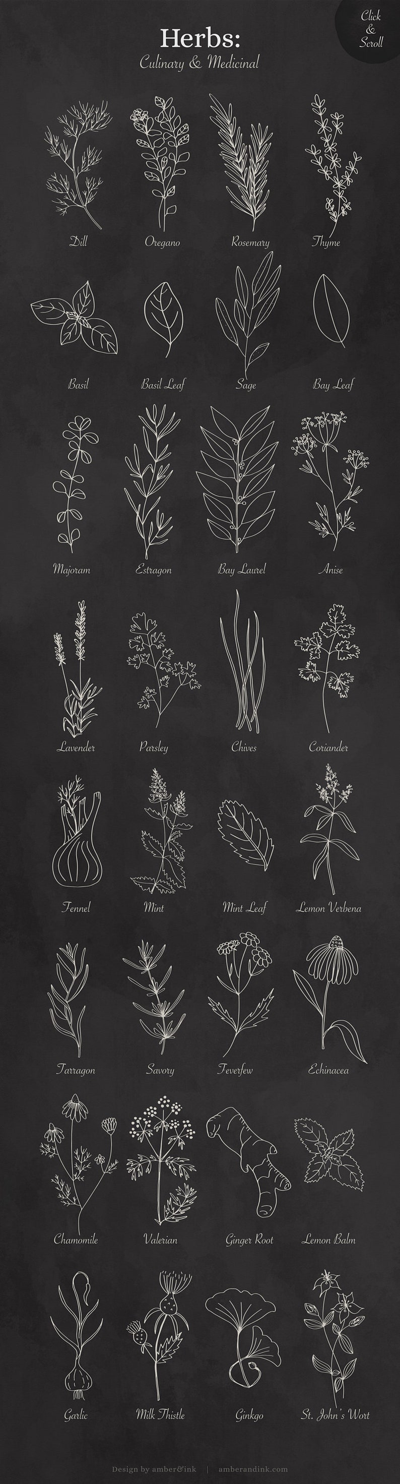 Illustrated Herbs - Medicinal and Culinary Botanicals - Herb Graphics ...