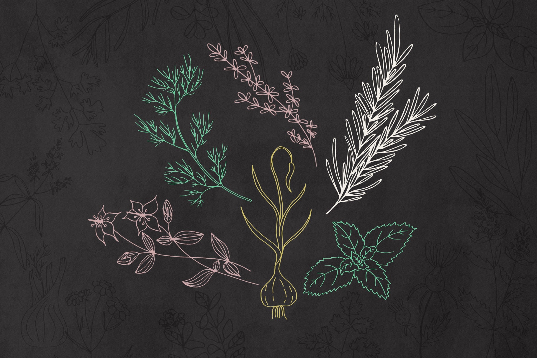 Illustrated Herbs - Medicinal and Culinary Botanicals - Herb Graphics ...