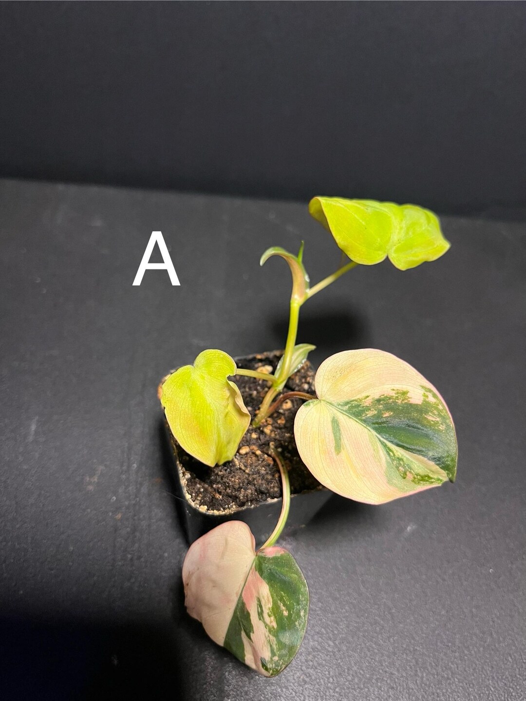 Variegated Philodendron Micans Aurea (low Chlorophyll) - Etsy