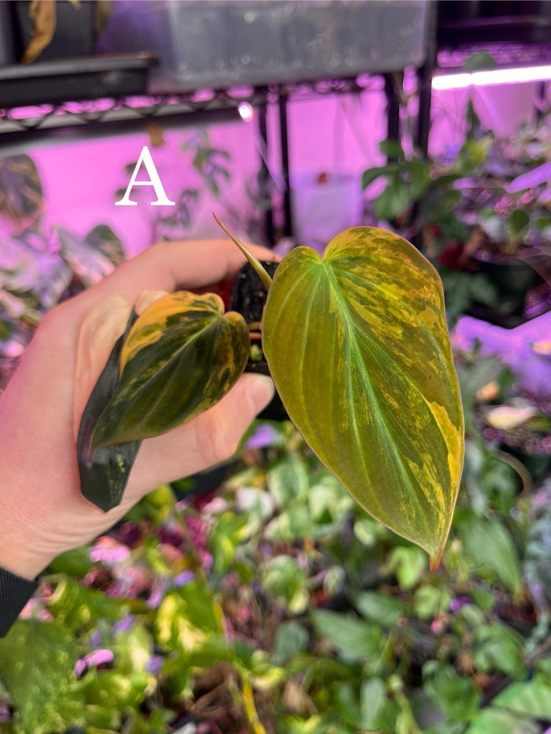Variegated Philodendron Micans Aurea - Etsy