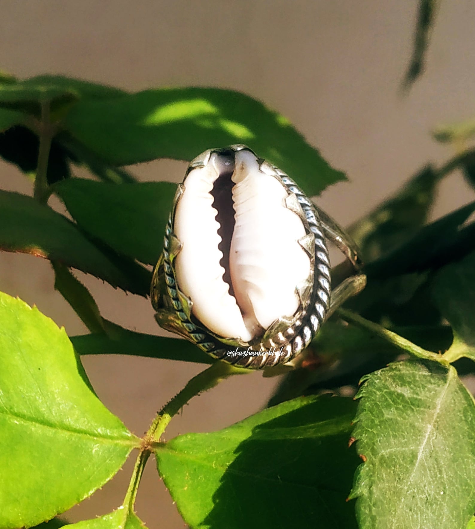 Cowrie Ring 92.5% Silver Ring Codie Ring Statement - Etsy