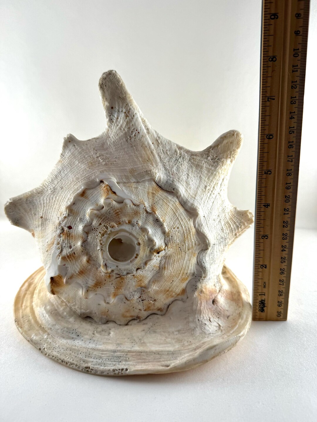 Large Helmet Conch Shell Horned Helmet Conch Cassis Cornuta Large Sea ...