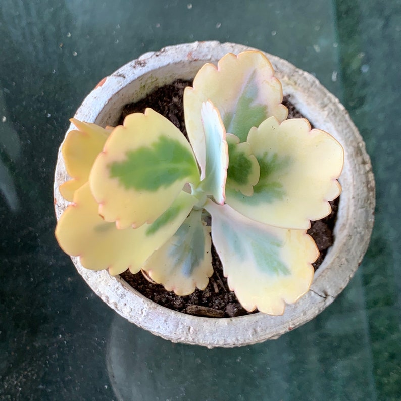 Variegated Kalanchoe “lavender Scallops” Succulents Drought Tolerant ...