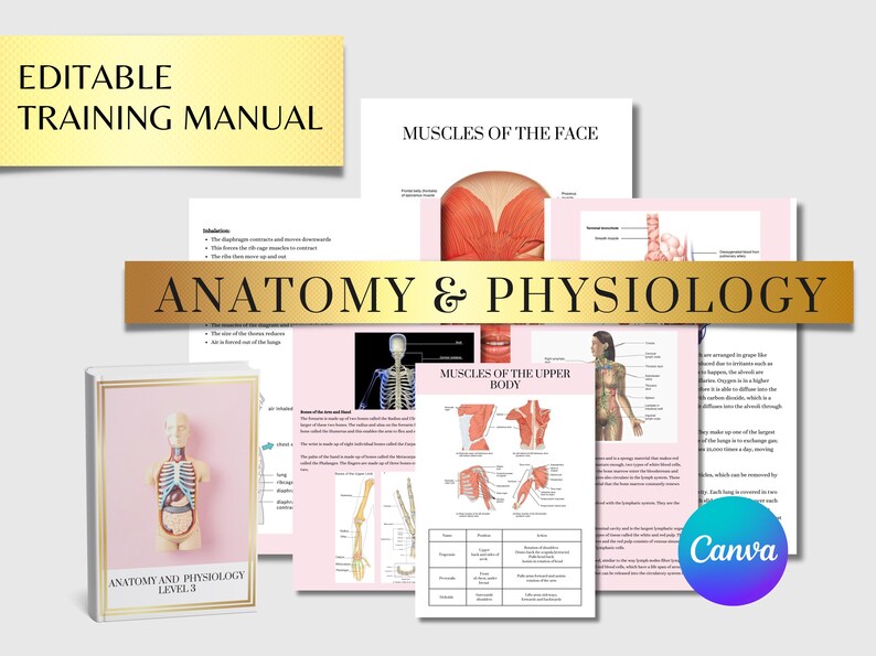 Anatomy and Physiology Level 3 Training Manual | 126 Pages + Quiz ...